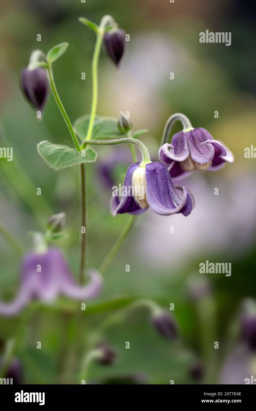 Clematis fascination hi-res stock photography and images - Alamy