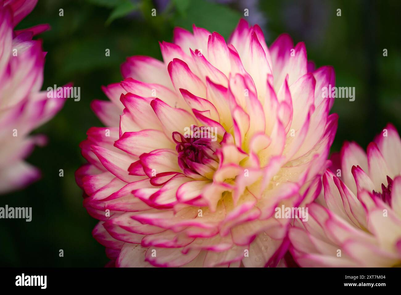 Closeup of flowers of Dahlia 'Maggiore Rose Bicolor' Stock Photo - Alamy