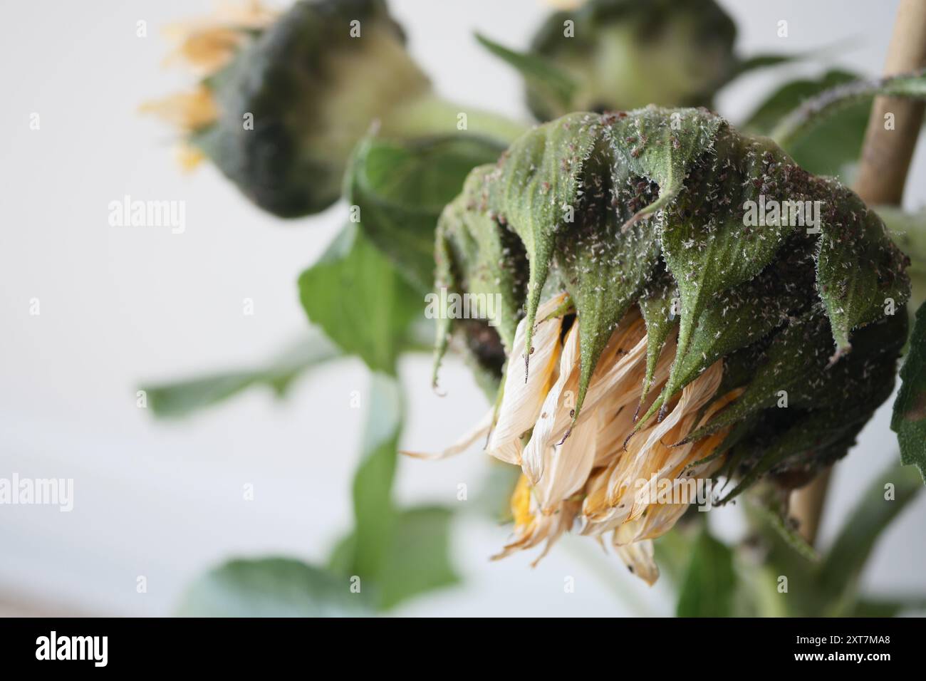 Observation of Aphids and Insects Feeding on the Yellow Petals of ...