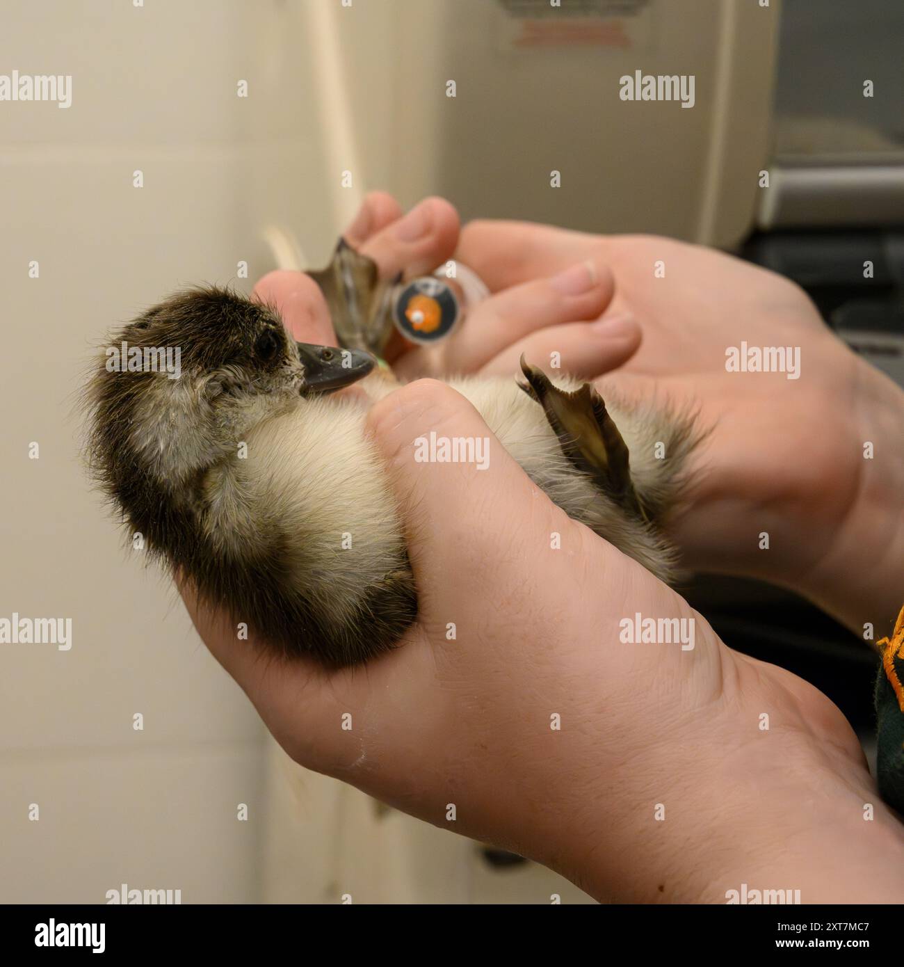 caring for an orphaned Egyptian goose (Alopochen aegyptiaca) duckling ...