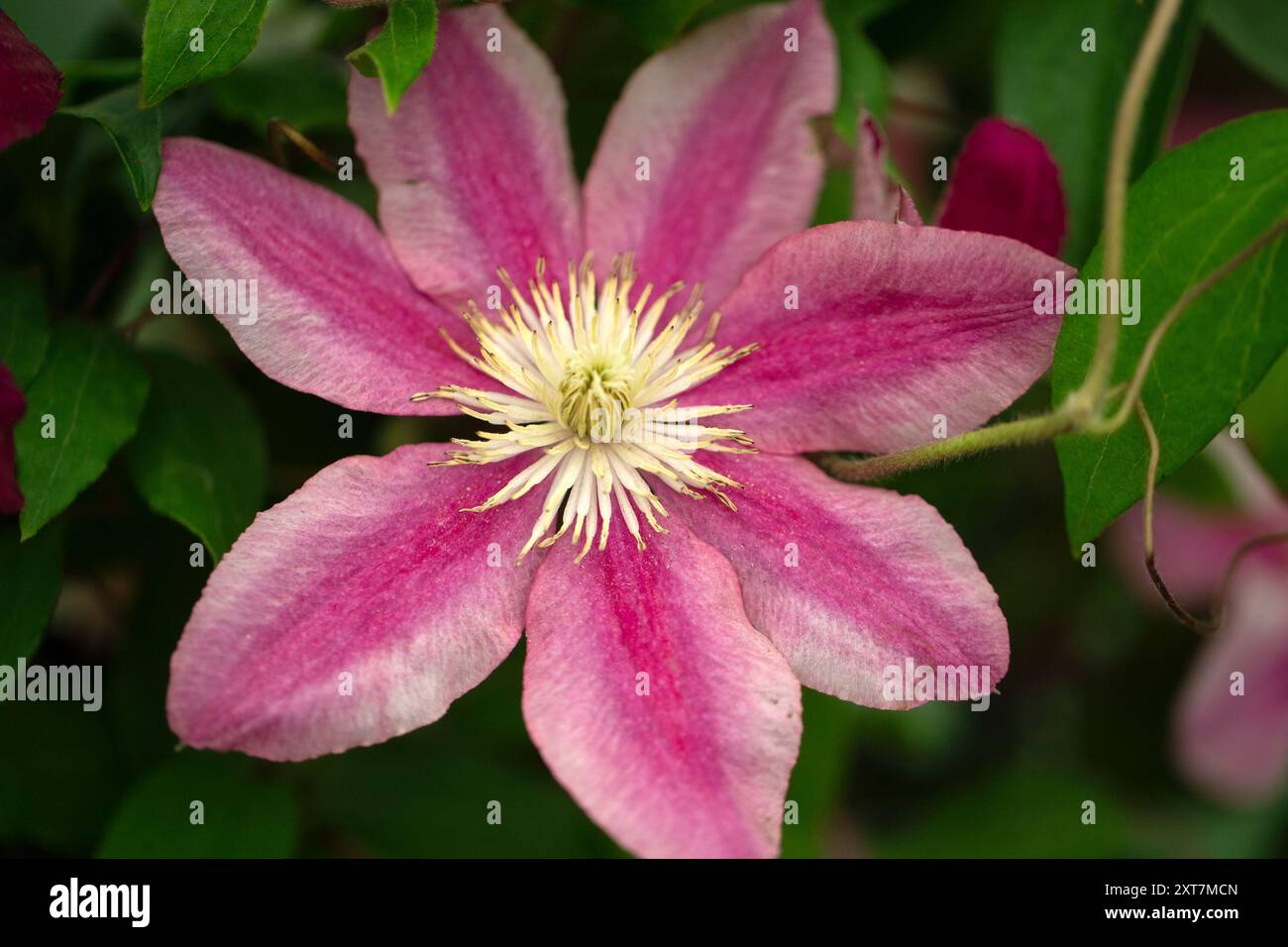 Ann patricia hi-res stock photography and images - Alamy