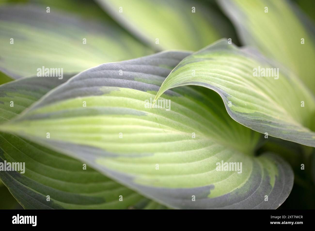 Closeup of variegated leaf of Hosta 'June' Stock Photo - Alamy