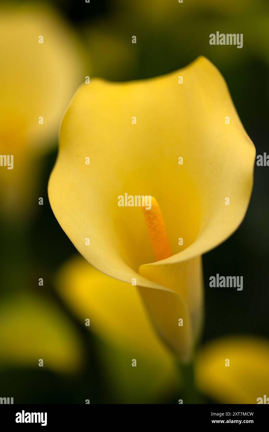 Closeup of flower of yellow Arum Lily (Zantedeschia 'Sunclub' Stock ...