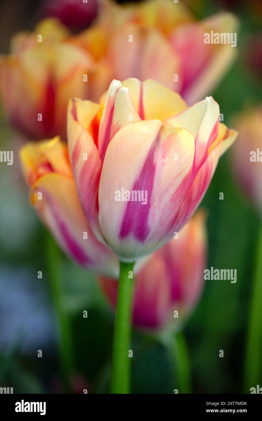 Spryng break hi-res stock photography and images - Alamy