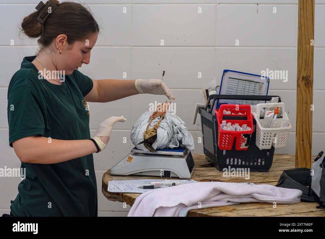 Veterinary staff is catching a yellow-legged gull (Larus michahellis ...