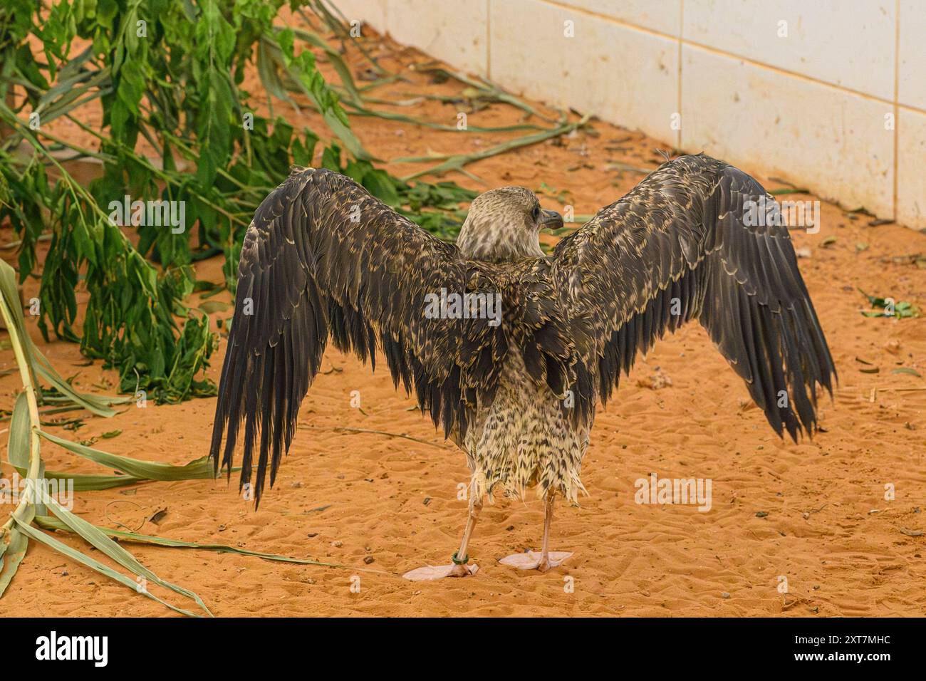 yellow-legged gull (Larus michahellis) fledgelings orphans in a ...