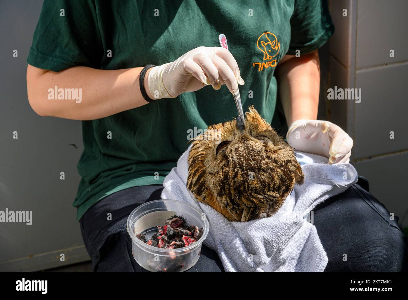 Force feeding equipment hi-res stock photography and images - Alamy