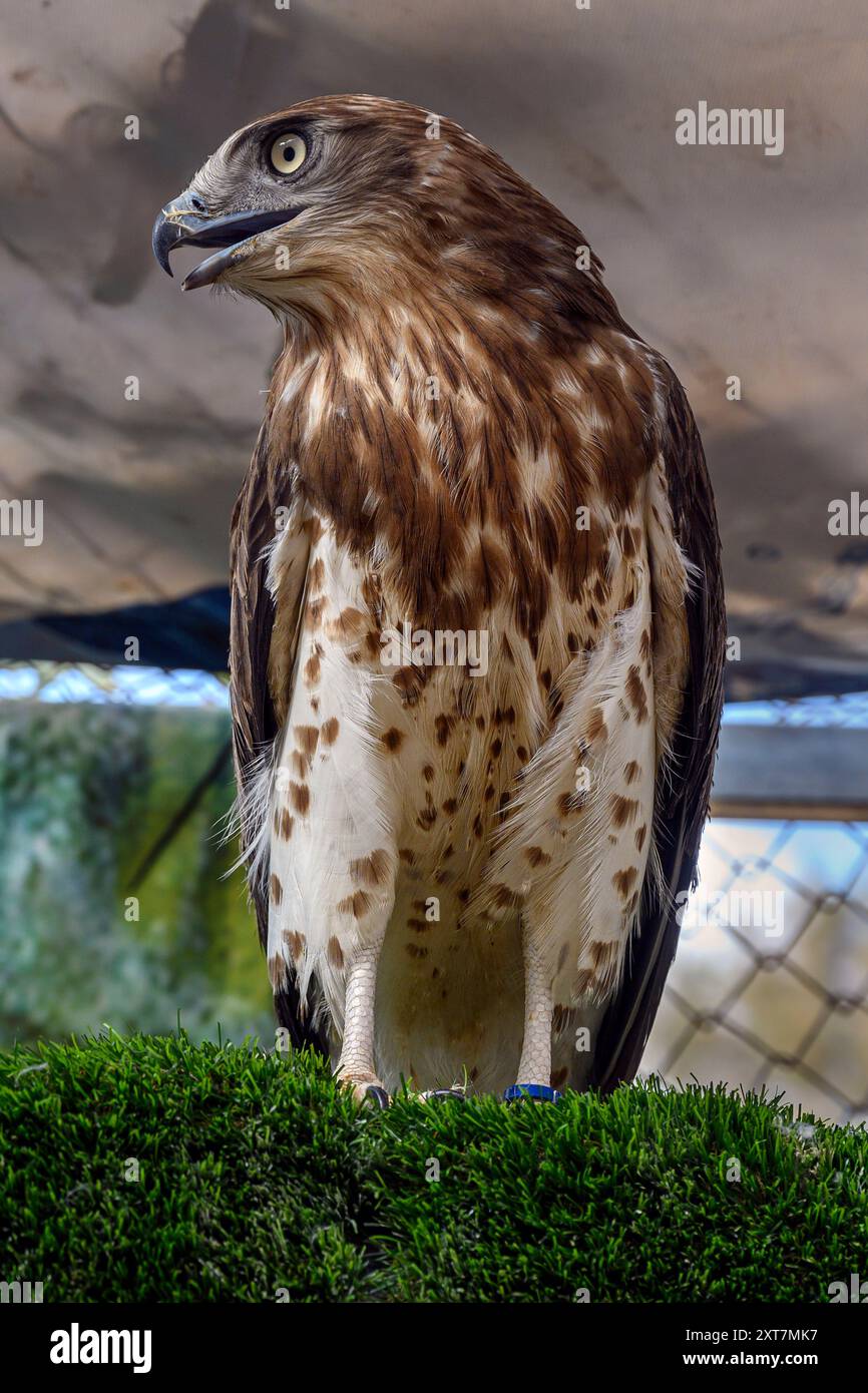 Close-up of a short-toed snake eagle (Circaetus gallicus) عقاب صرارة ...