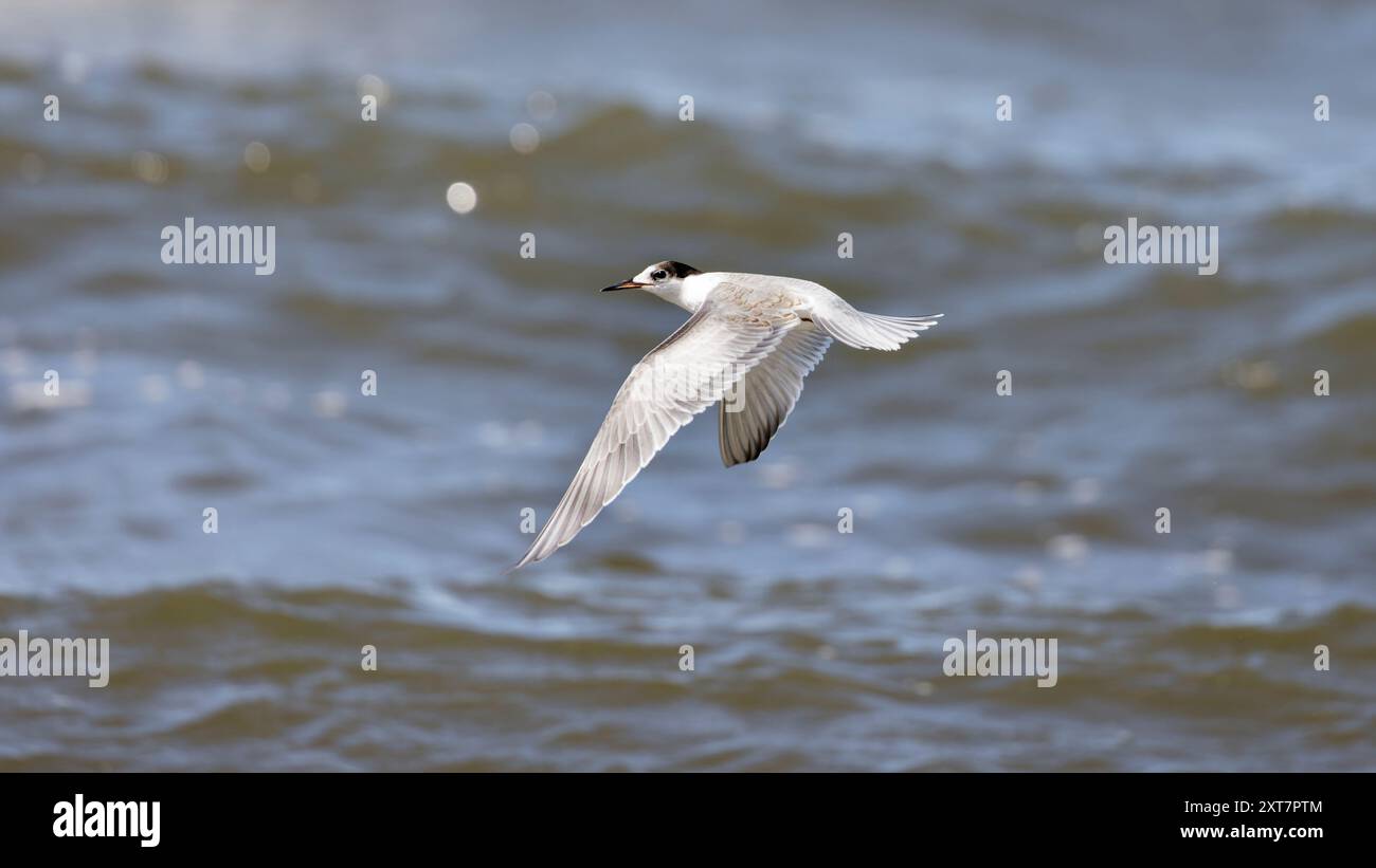 Common Tern (Sterna hirundo) flying , side view , wings down Stock ...
