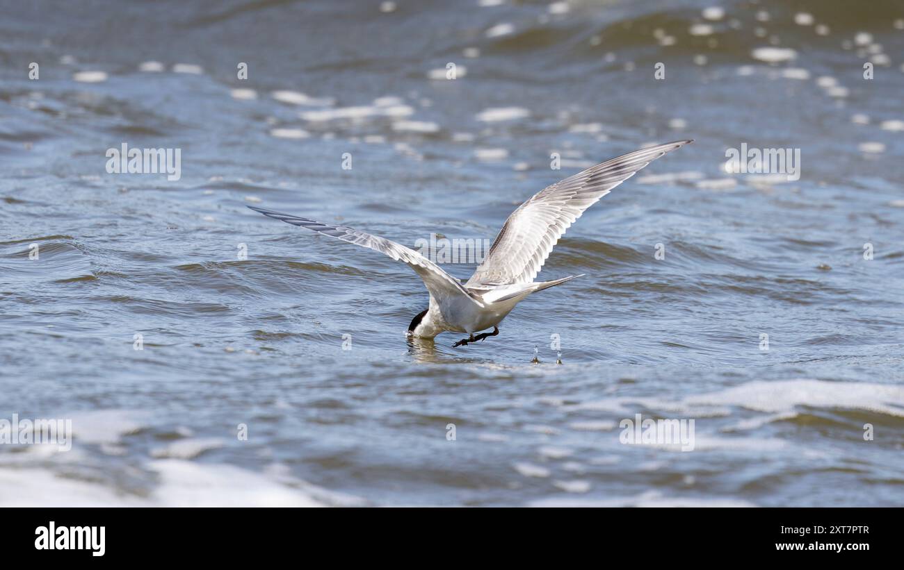 Common Tern (Sterna hirundo) diving , beak in the water Stock Photo - Alamy