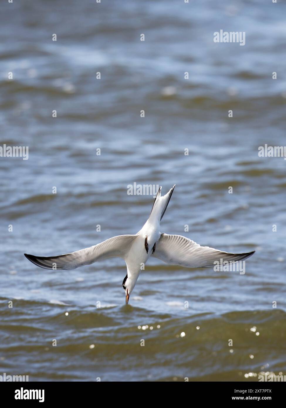 Common Tern (Sterna hirundo) diving , wings spread , beak touch water ...