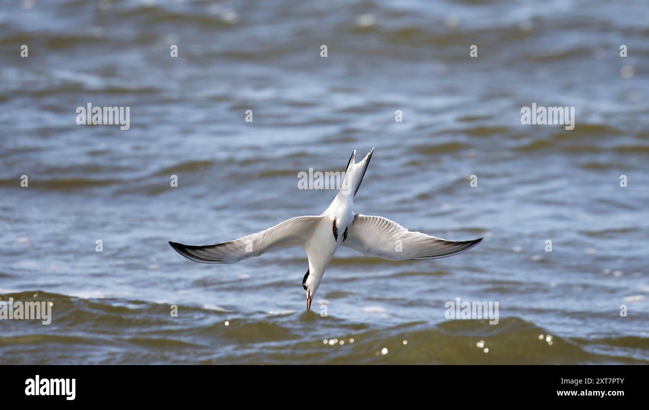 Common Tern (Sterna hirundo) diving , wings spread , beak touch water ...