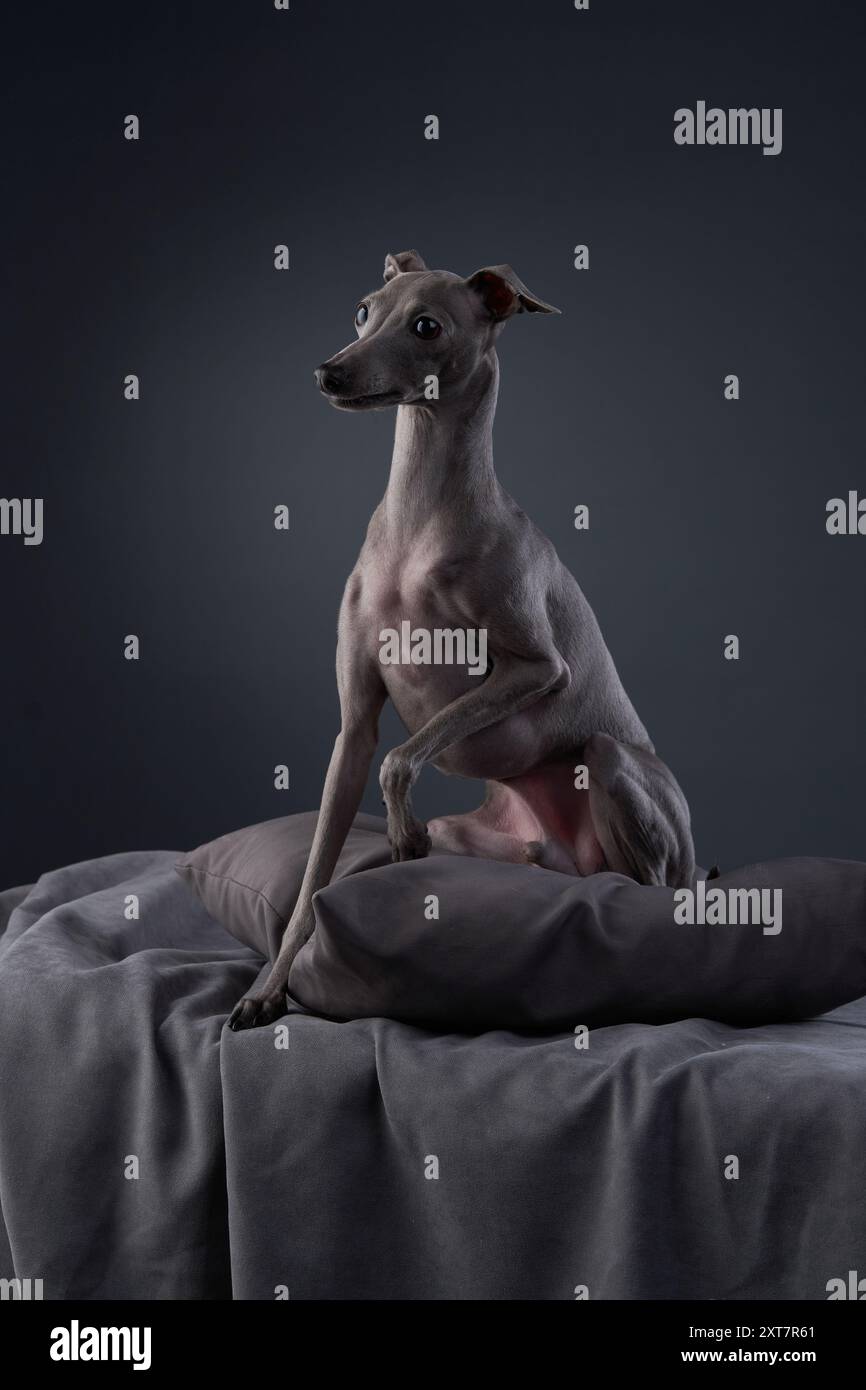 Observant demeanor hi-res stock photography and images - Alamy