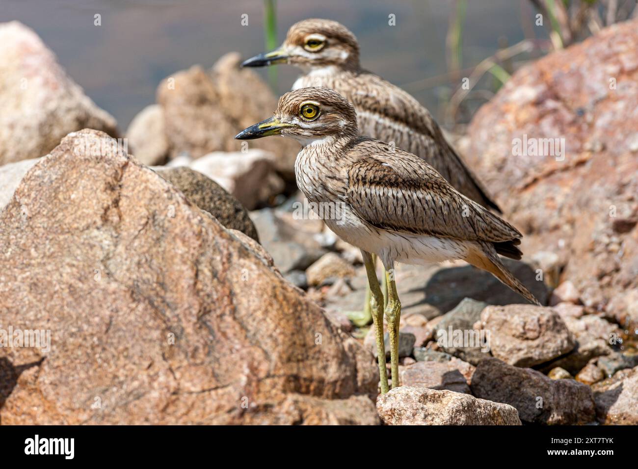 South Africa, Kruger National Park, Water Thick-knee (Burhinus ...