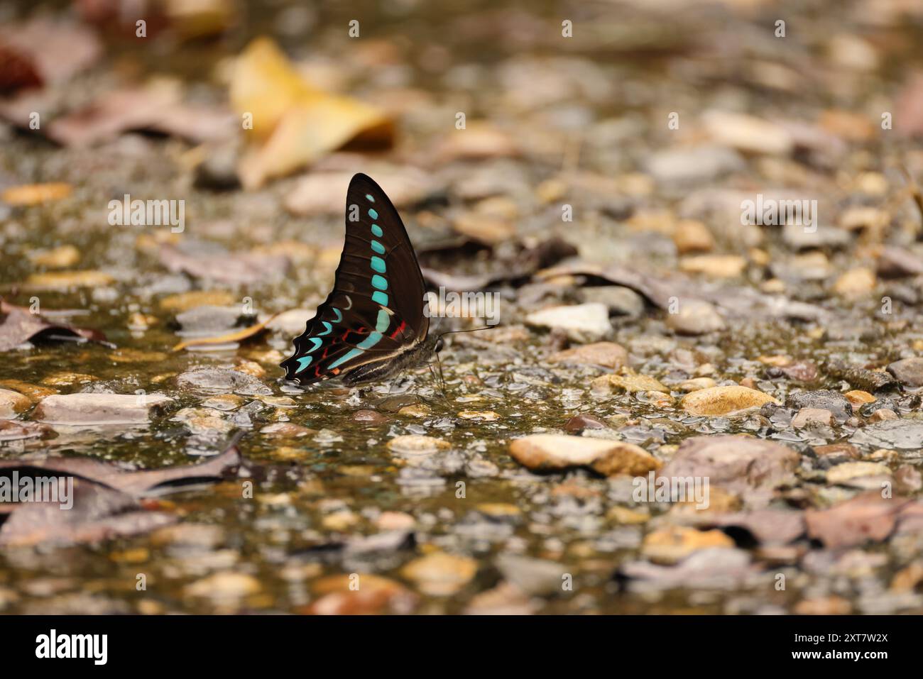 Sulawesi and sunda islands hi-res stock photography and images - Alamy
