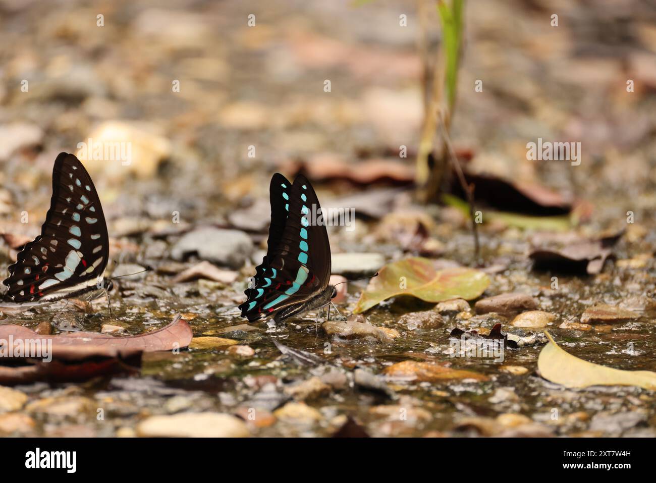 Sulawesi and sunda islands hi-res stock photography and images - Alamy
