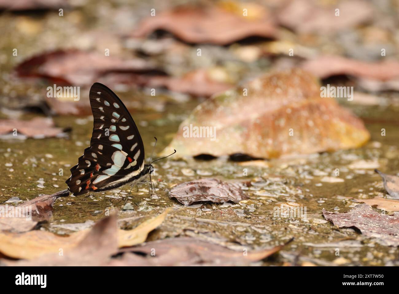 Meyer's Jay (Graphium meyeri) is a species of butterfly of the family Papilionidae, that is ...