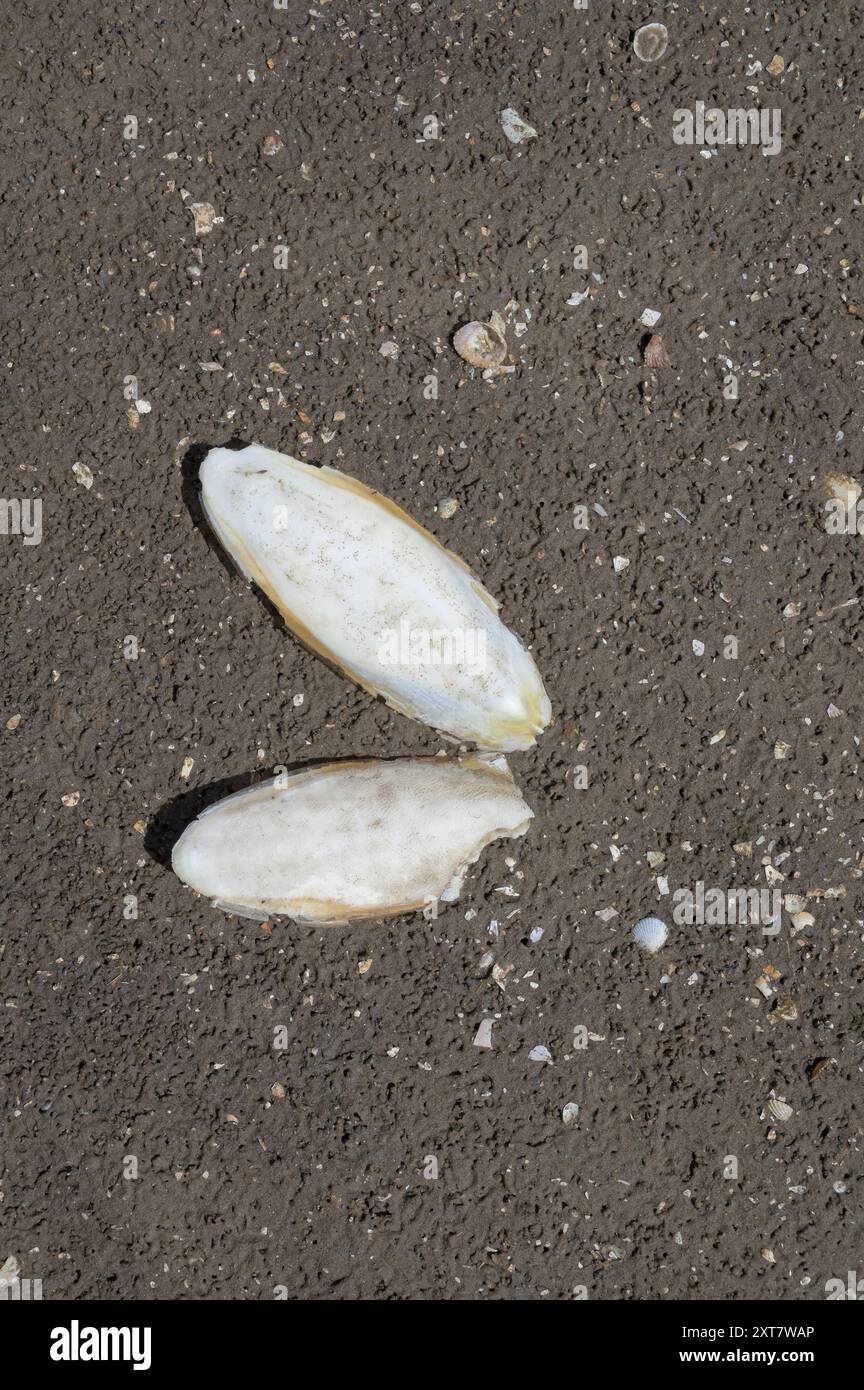 Shell (Cuttlebone) of the Cuttlefish resp.Sepia officinalis during low ...