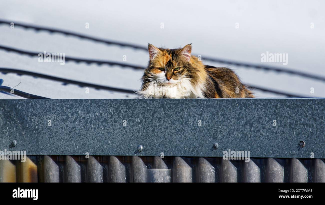 Cat on a hot tin roof. A fluffy cat front on dozing on a nice hot roof ...