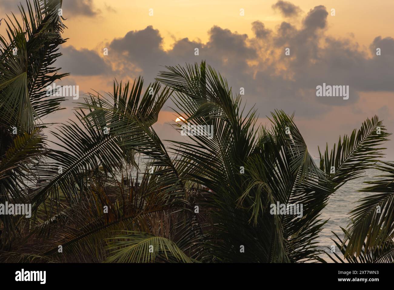 Palm trees and amazing cloudy sky on sunset at tropical island in Goa ...