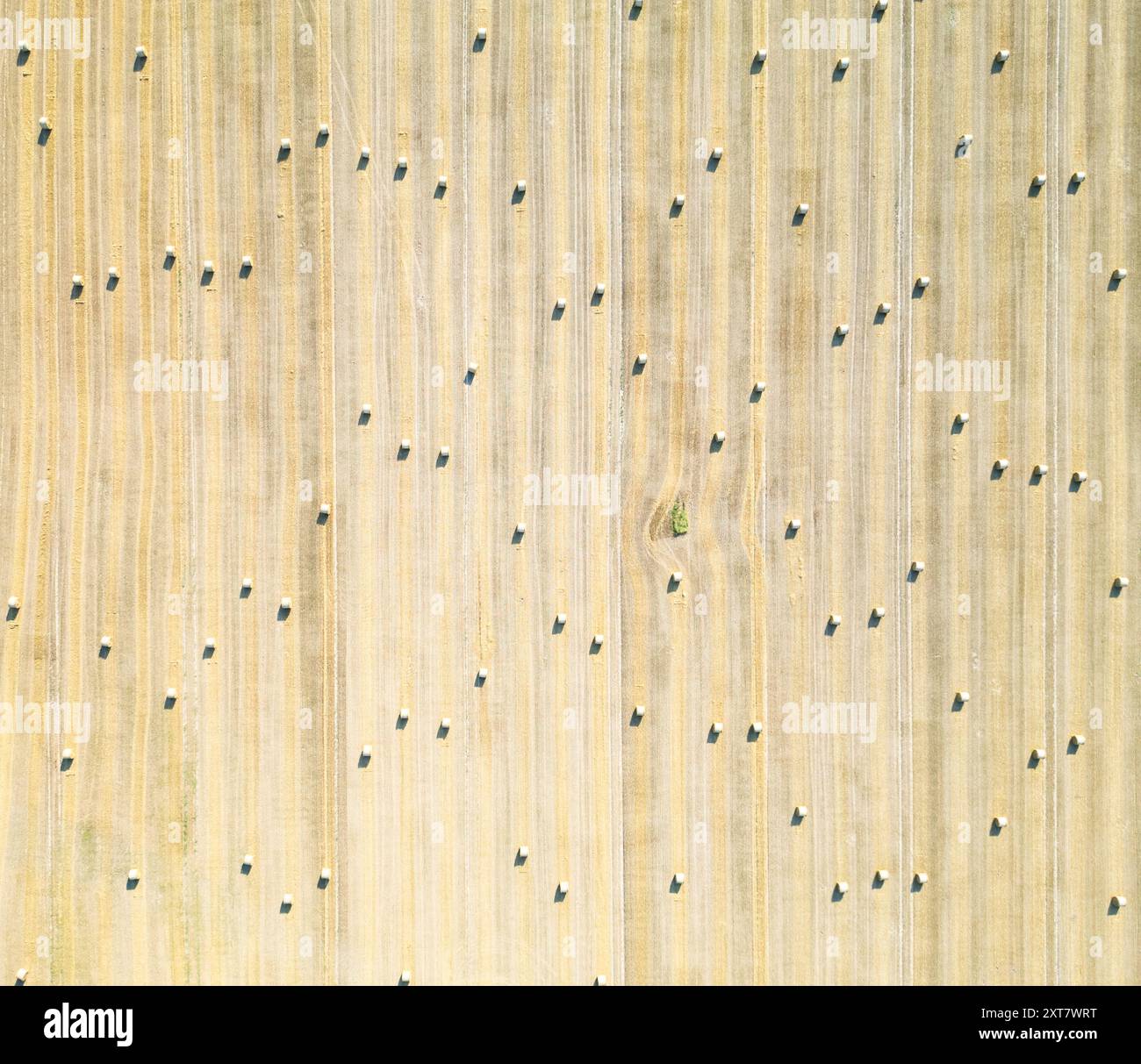 An expansive rural field features numerous bales of hay arranged in ...