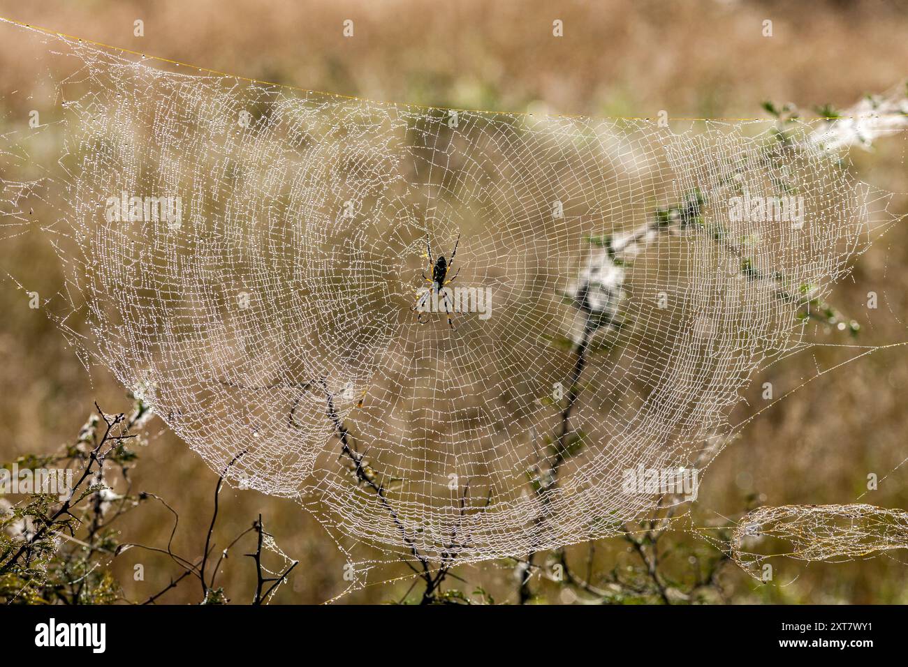 South Africa, Kruger National Park, Spider web Stock Photo - Alamy