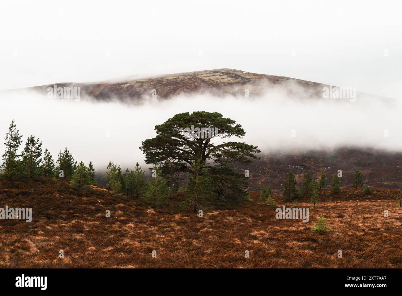 Isolated Lone Tree with Misty Landscape Scene - Cairngorms, Scotland ...