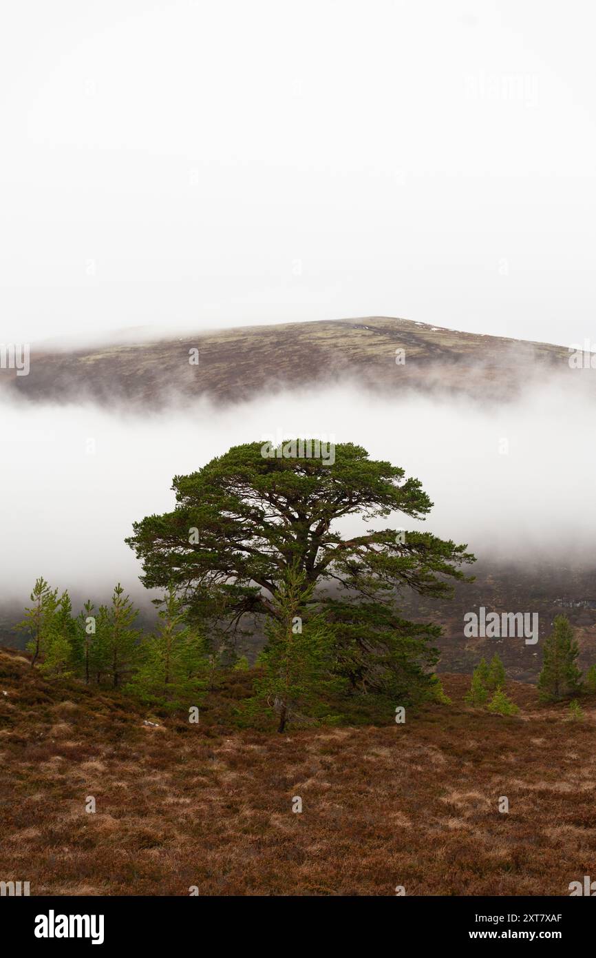 Isolated Lone Tree with Misty Landscape Scene - Cairngorms, Scotland ...