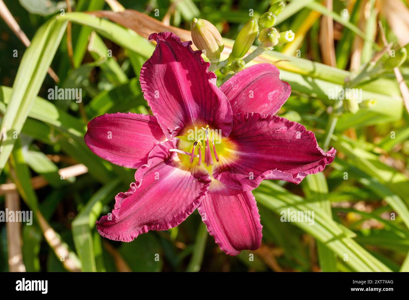 'Little Grapette' Daylily, Daglilja (Hemerocallis Stock Photo - Alamy