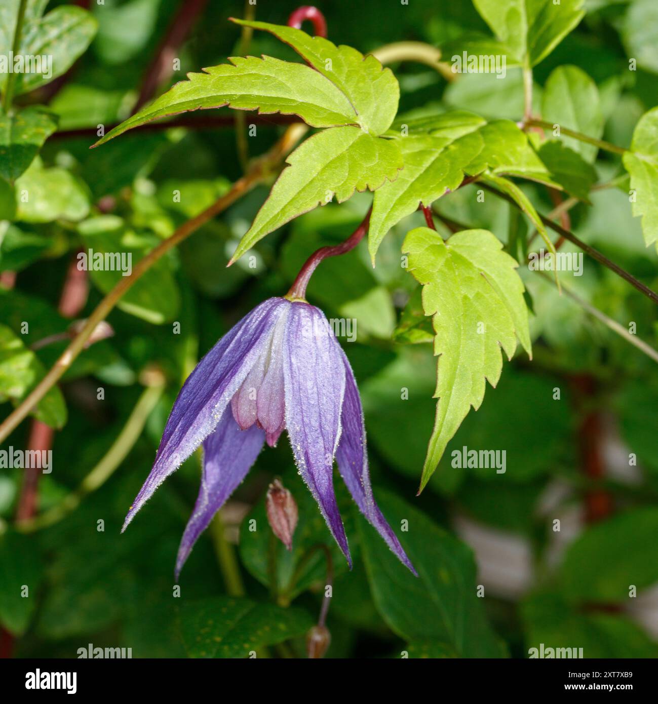 'Helsingborg' Alpine Clematis, Alpklematis (Clematis alpina Stock Photo ...