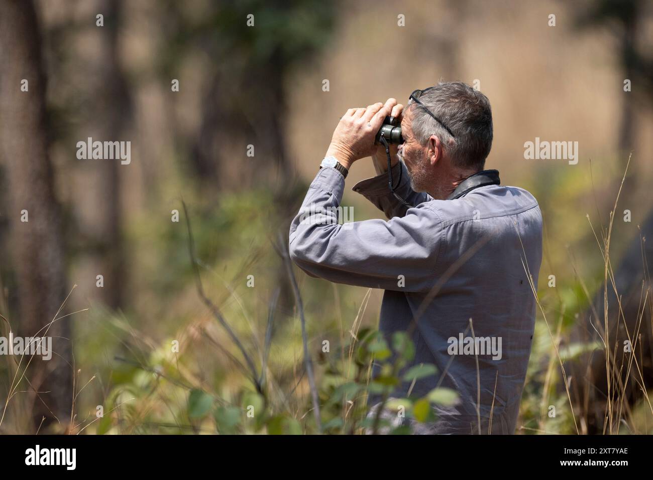 Adult male birdwatching in miombo woodland Stock Photo - Alamy