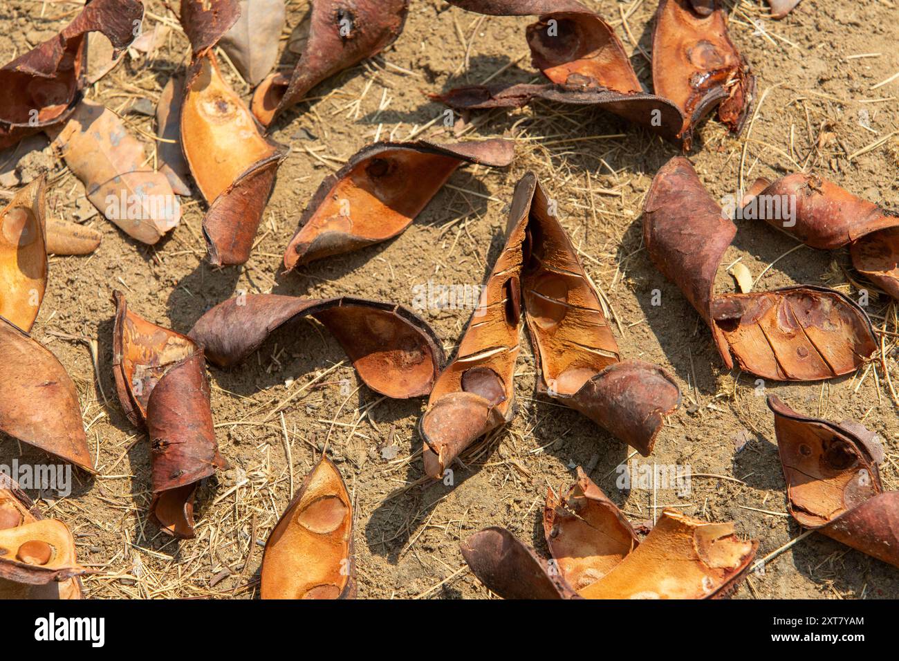 Dried zebrawood or msasa (Brachystegia spiciformis) seed pods lying on ...
