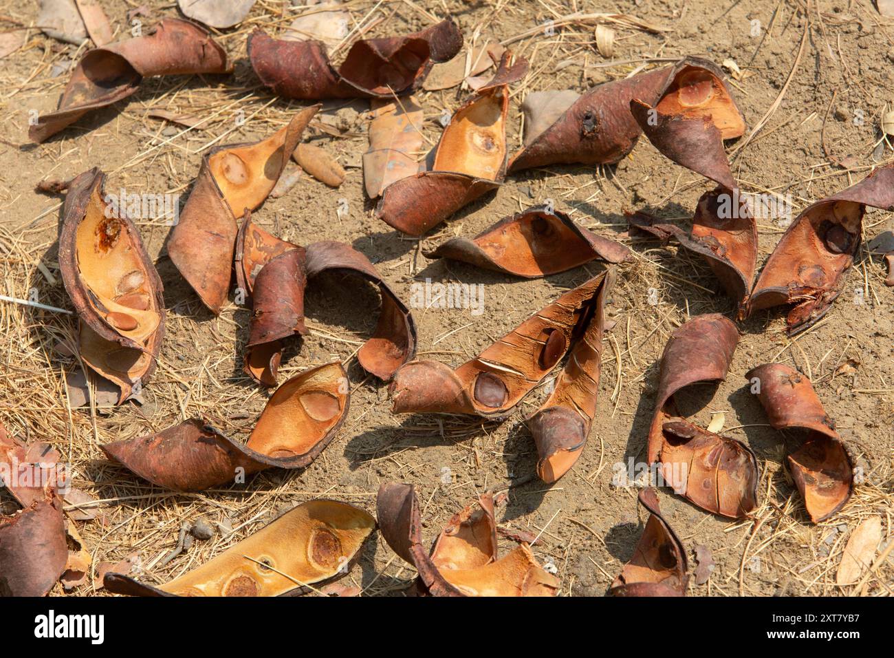 Dried zebrawood or msasa (Brachystegia spiciformis) seed pods lying on ...