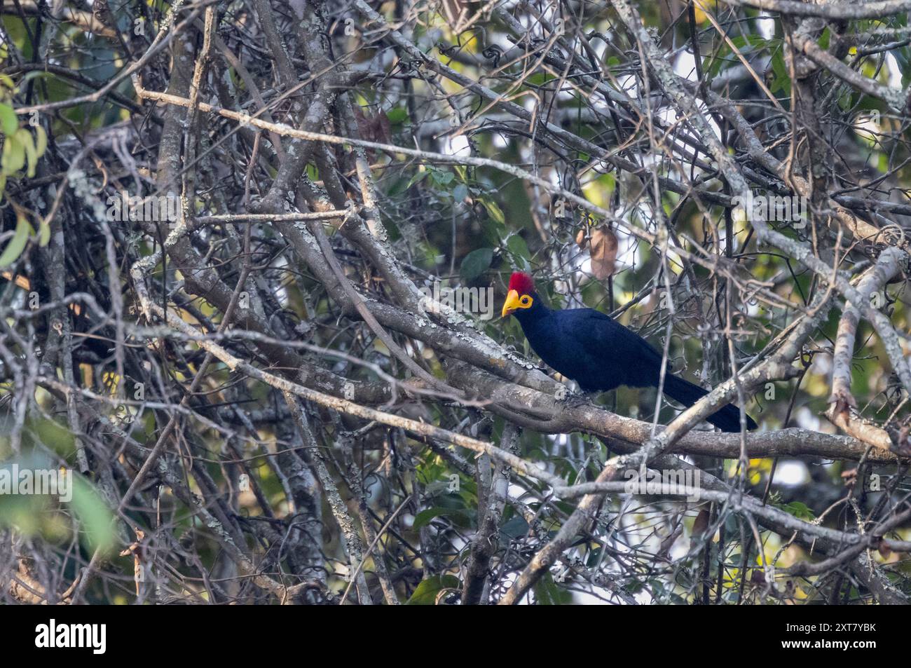 Woodland avifauna hi-res stock photography and images - Alamy