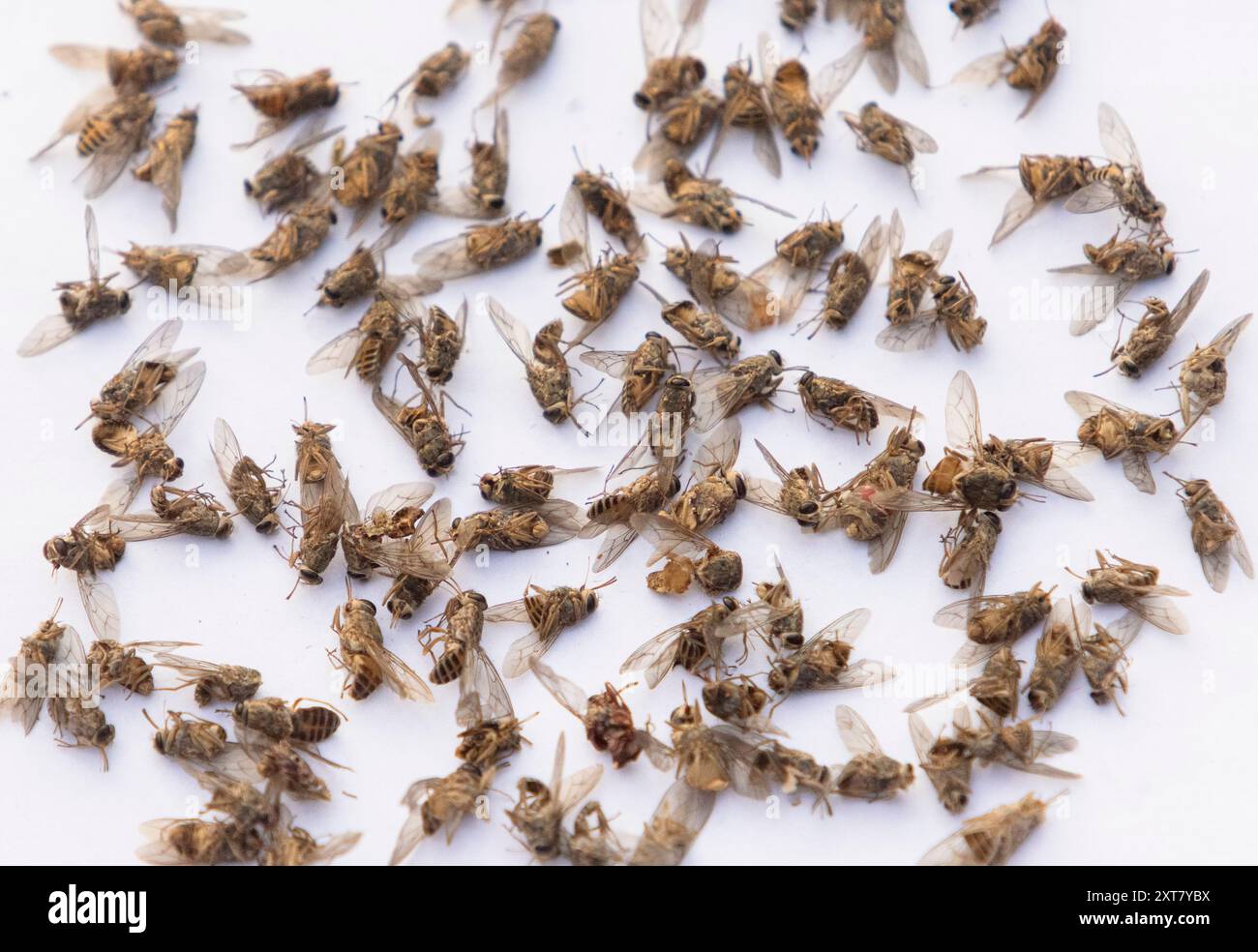 Dead tsetse flies (Glosina sp) on a white card Stock Photo - Alamy
