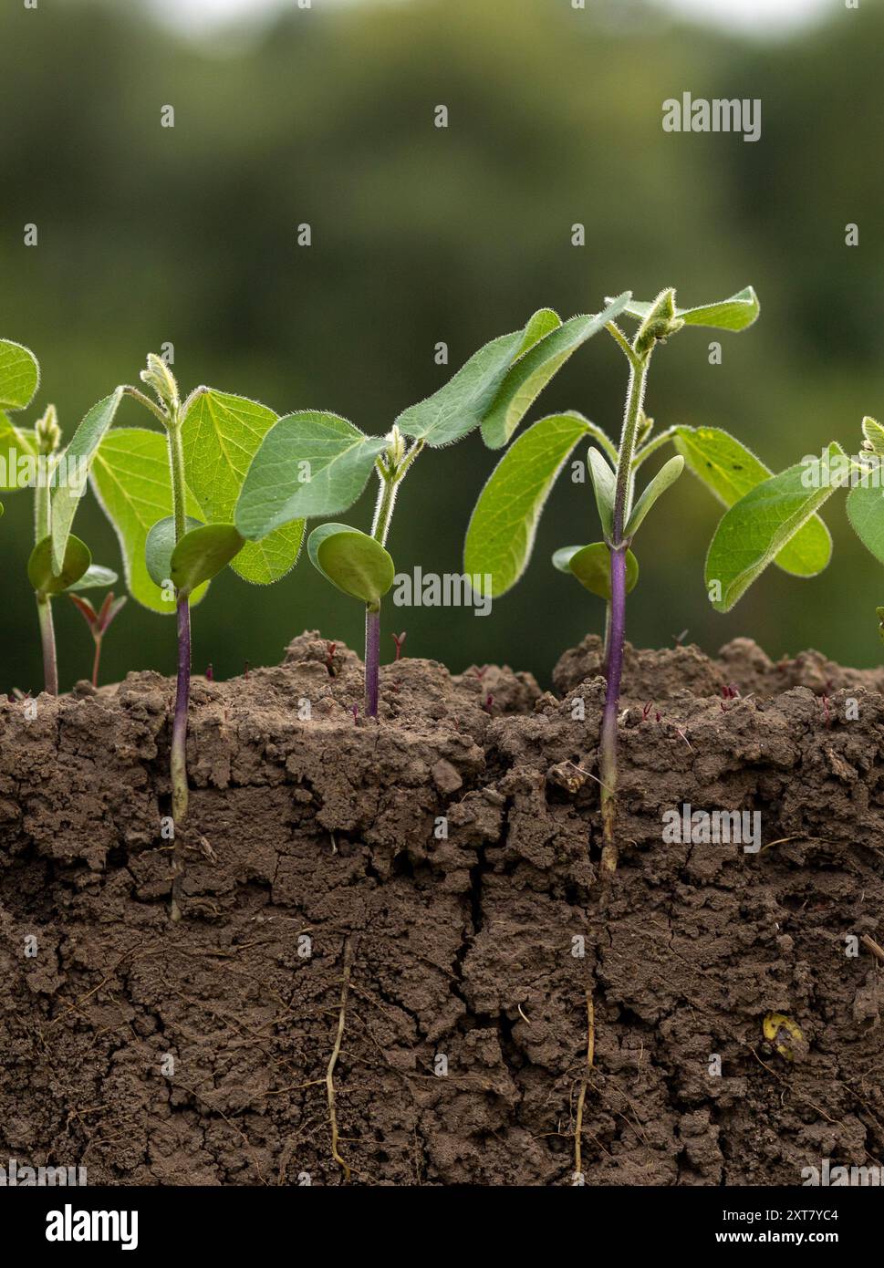 Young soybean plants with roots in the soil Stock Photo - Alamy