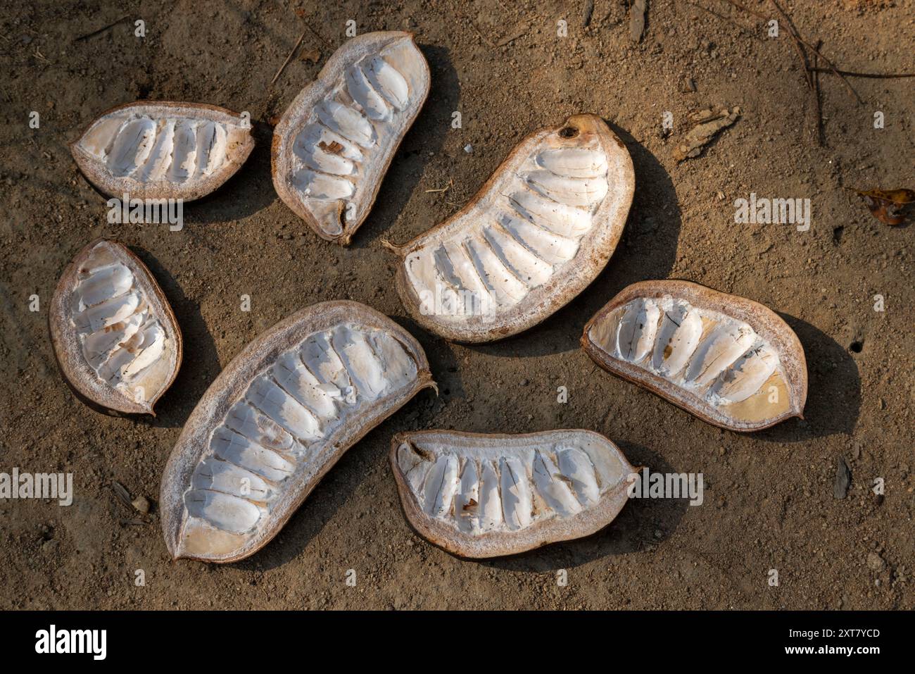 Mahogany tree africa hi-res stock photography and images - Alamy