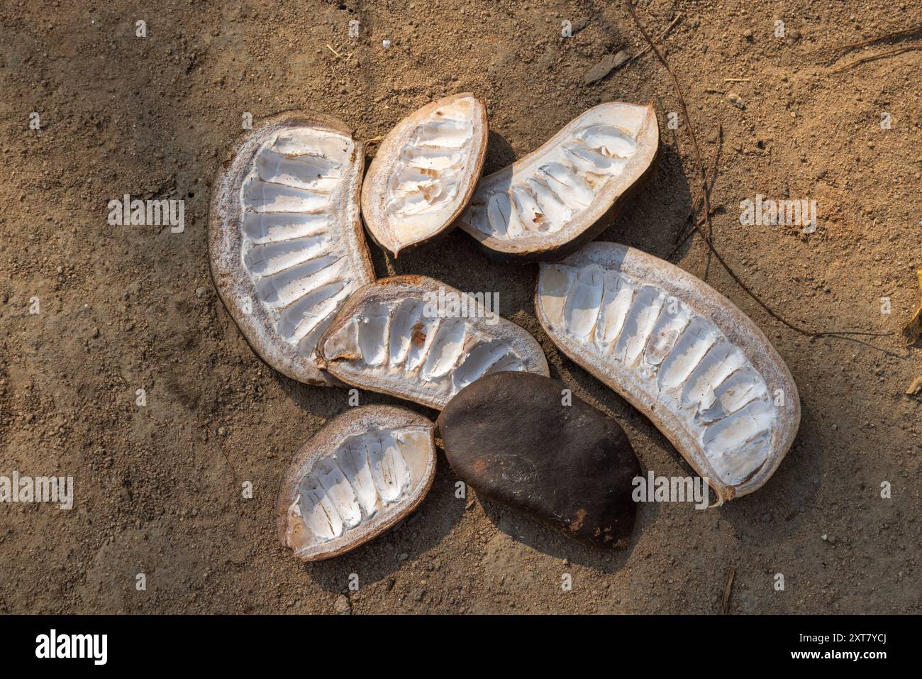 Mahogany tree africa hi-res stock photography and images - Alamy