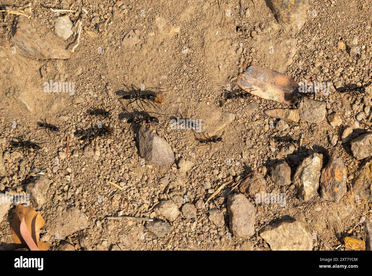 African matabele ants hi-res stock photography and images - Alamy