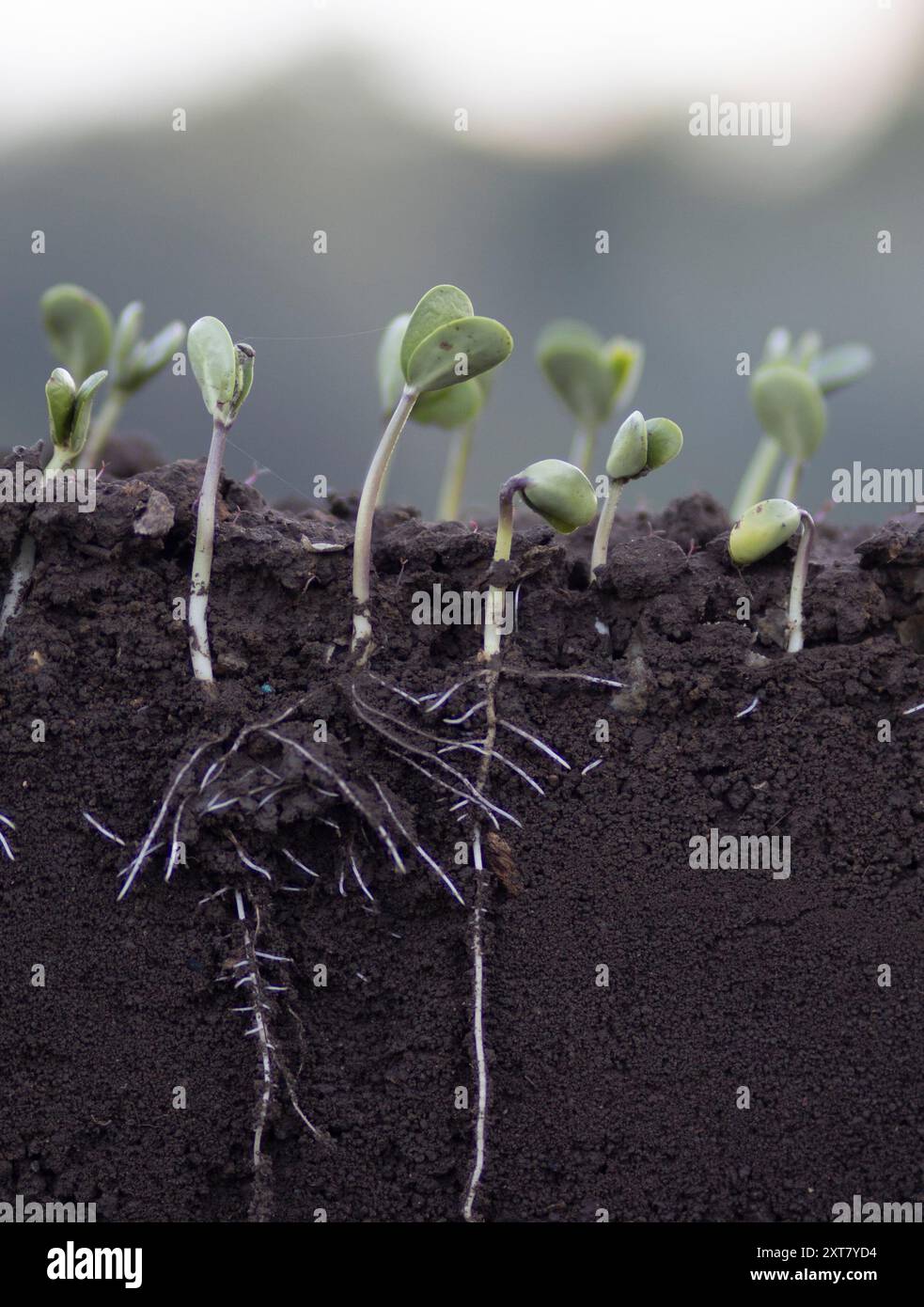 Young soybean plants with roots in the soil Stock Photo - Alamy