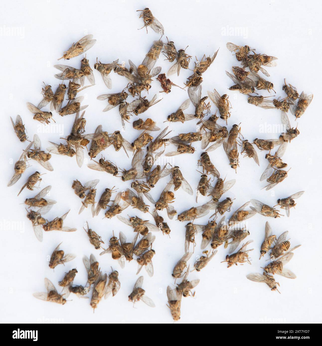 Tsetse fly hi-res stock photography and images - Alamy