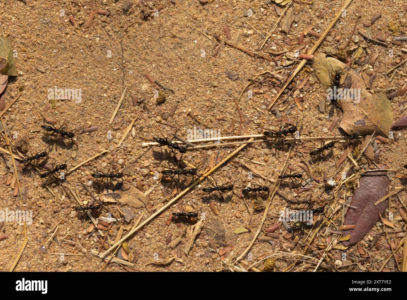 Matabele ants hi-res stock photography and images - Alamy