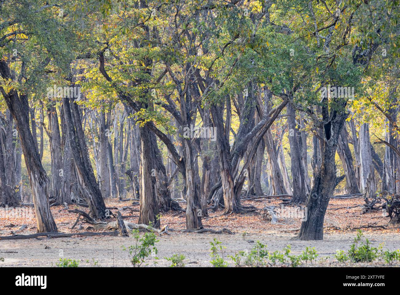 Large mature forest hi-res stock photography and images - Alamy