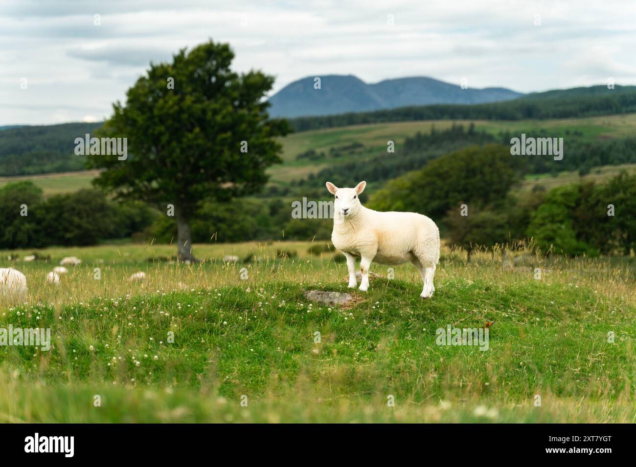 Single Sheep with Scenic Backdrop - Isle of Arran, Scotland Stock Photo ...