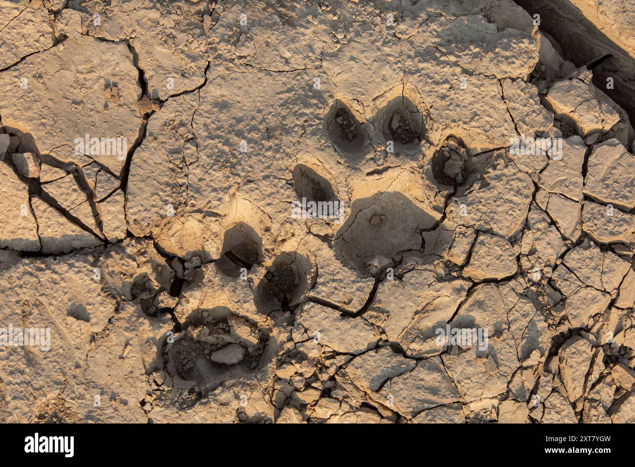 Lion (Panthera leo) tracks in dried mud on the banks of the Luangwa ...