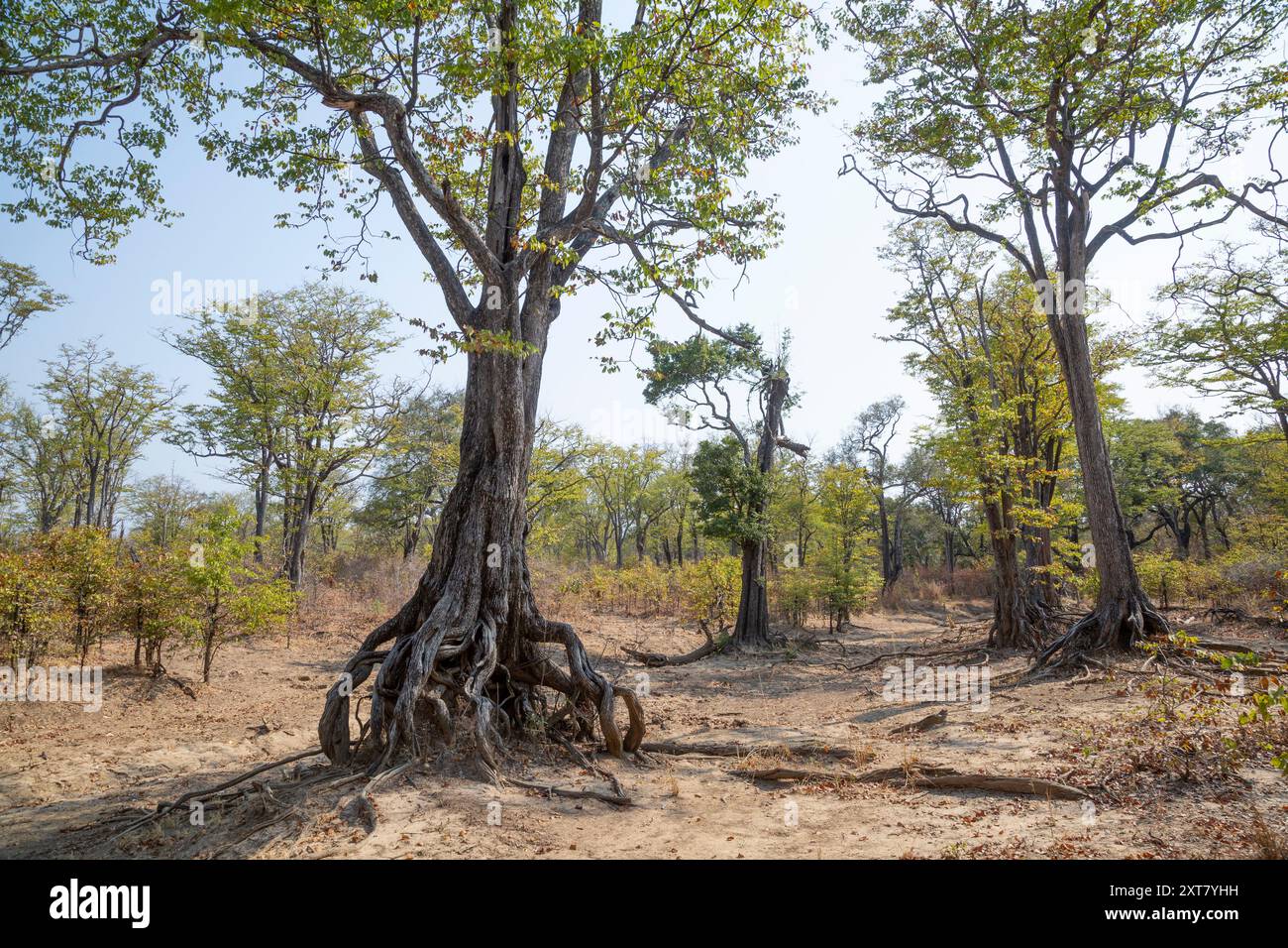 Mopane (Colophospermum mopane) forest with the roots of some of the ...