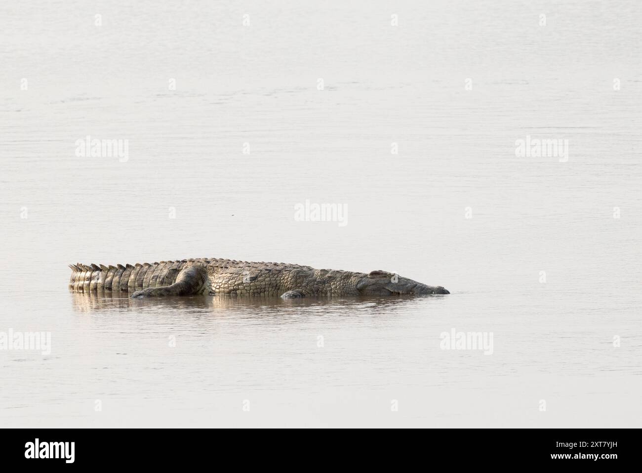 Large Nile crocodile lying in shallow wateri in the Luangwa River Stock ...