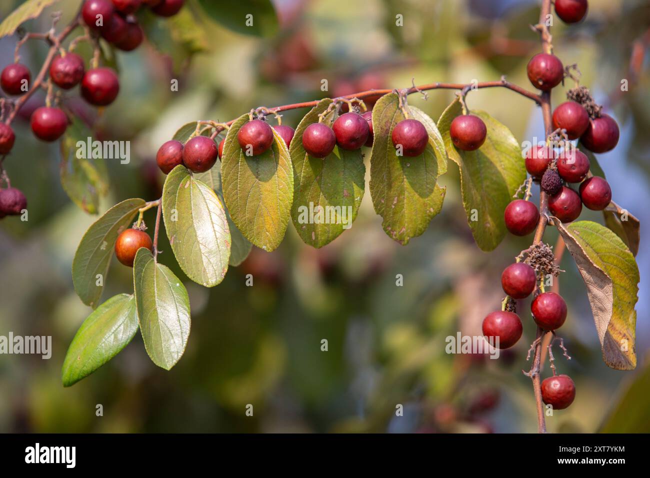 Buffalothorn (Ziziphus mucronata) leaves and seeds Stock Photo - Alamy