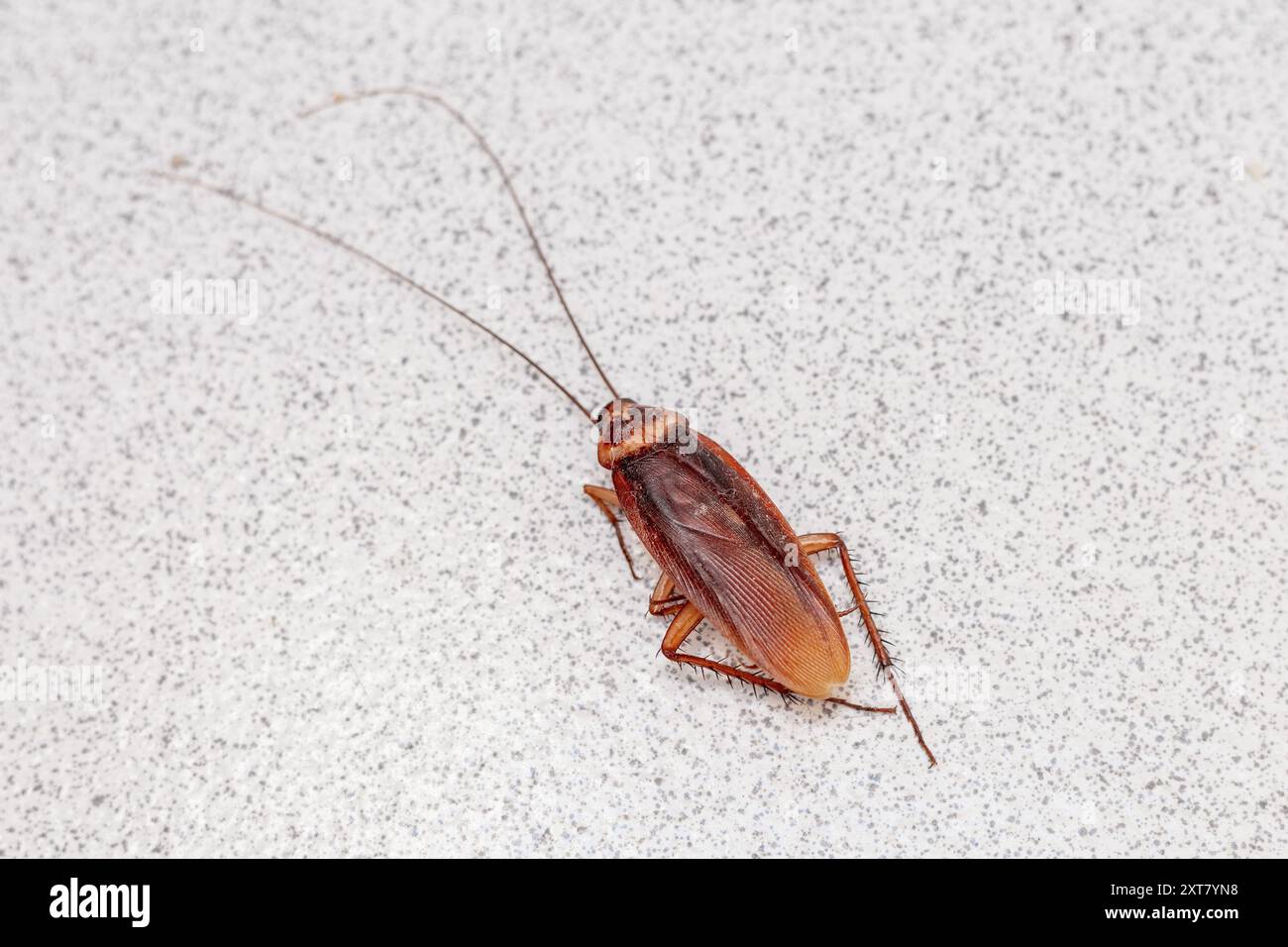 Pest study hi-res stock photography and images - Alamy