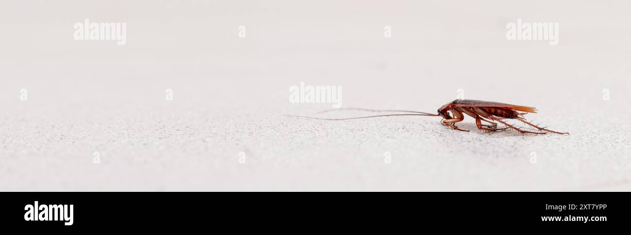 Showcasing long legs hi-res stock photography and images - Alamy